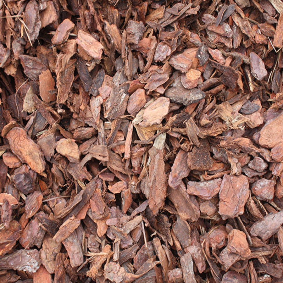 Pinus Maritima 25/35 Franse sierschors Online Bestellen / Kopen ...