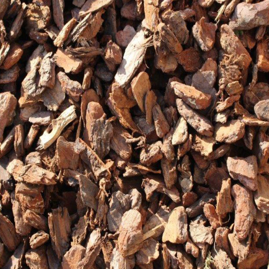 Pinus Maritima 35/45 Franse sierschors Online Bestellen / Kopen ...